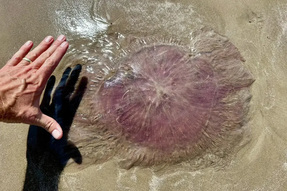 ‘Pink meanie’ jellyfish captivate Texas beach-goers as they wash up on ...