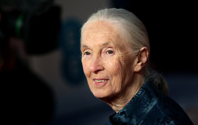 Harry and Meghan lead tributes to ‘visionary and friend’ Jane Goodall ...