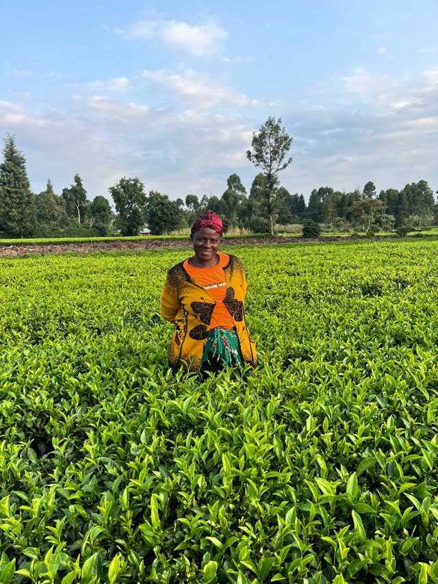 Tea farmers struggle to pay medical bills as the climate crisis impacts ...