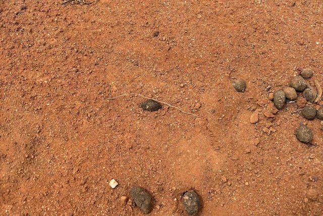 Mystery over four year old boy who vanished in the Australian outback ...