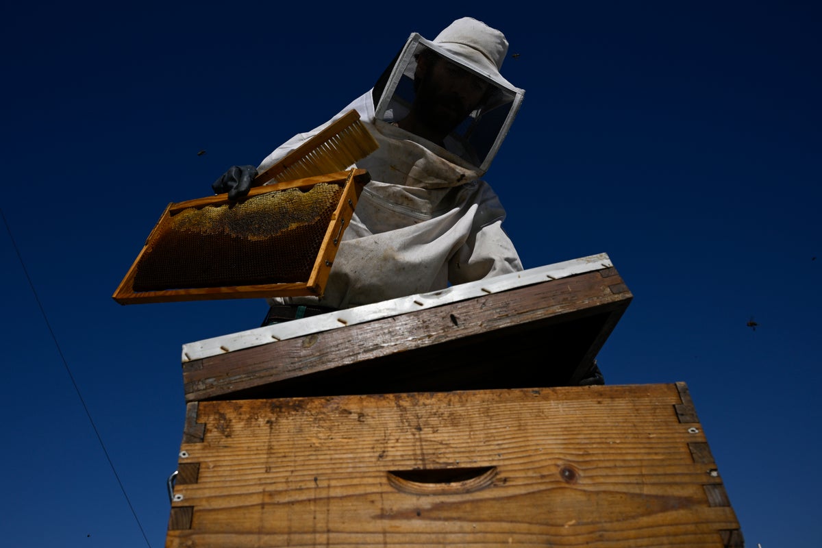 From rooftops to honey jars, Athens is abuzz with urban beekeeping ...