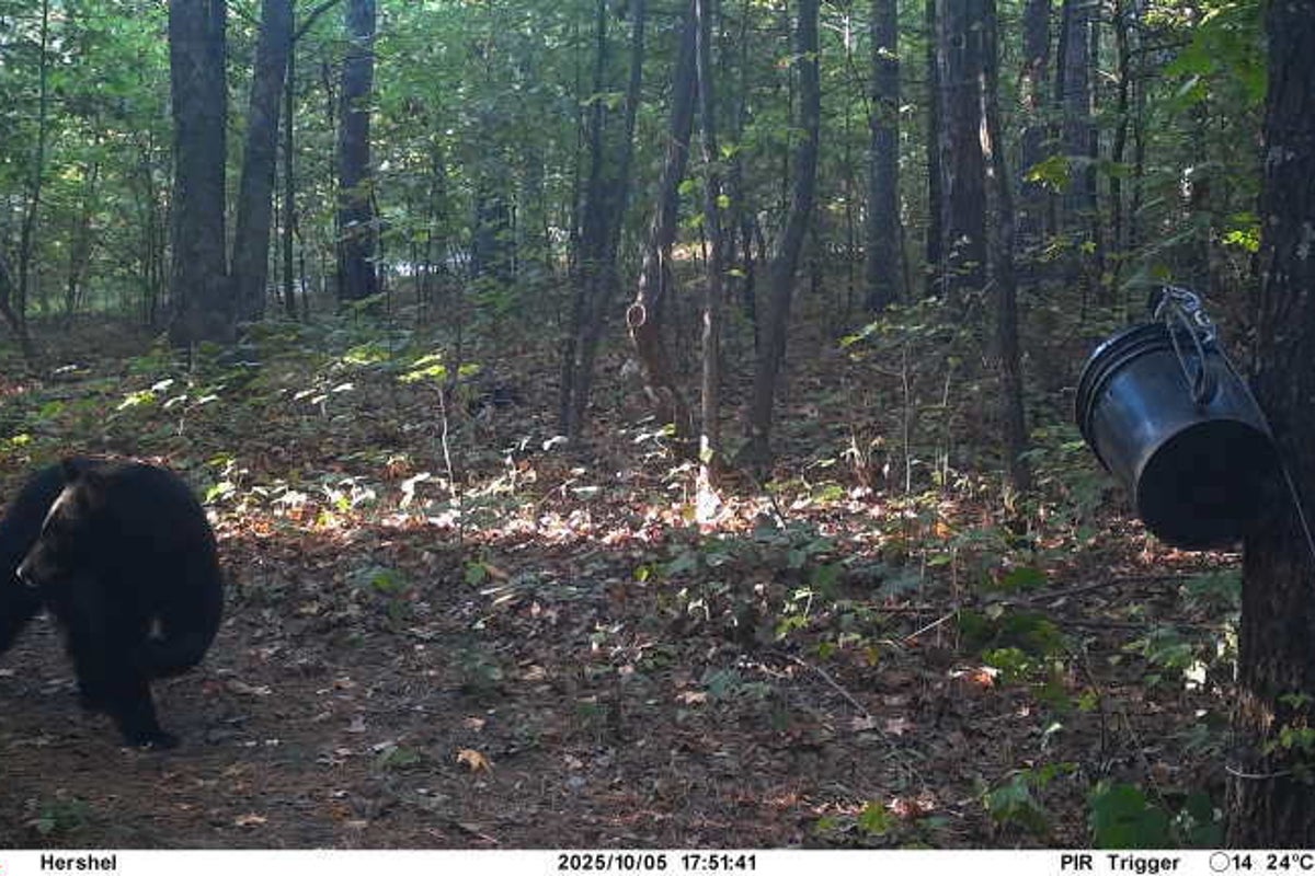 Camper took photos of black bear before fatal attack | The Independent