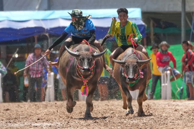 Thailand hopes beauty pageants and races can keep this humble farm ...
