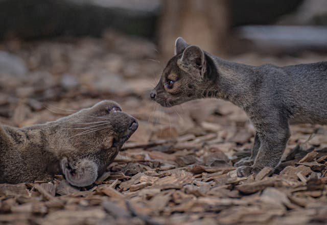 Rare and endangered fossa pups born at UK zoo take first steps | The ...