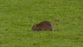 Watch as giant rat runs on pitch during Wales vs Belgium World Cup ...
