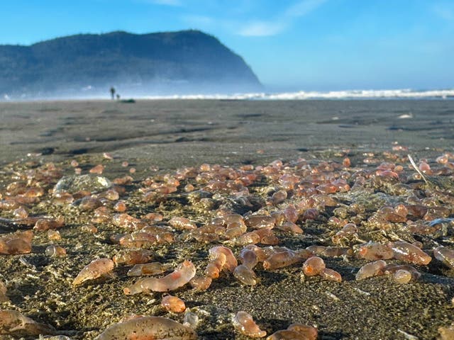Shock as thousands of gelatinous pink sea creatures wash ashore in ...
