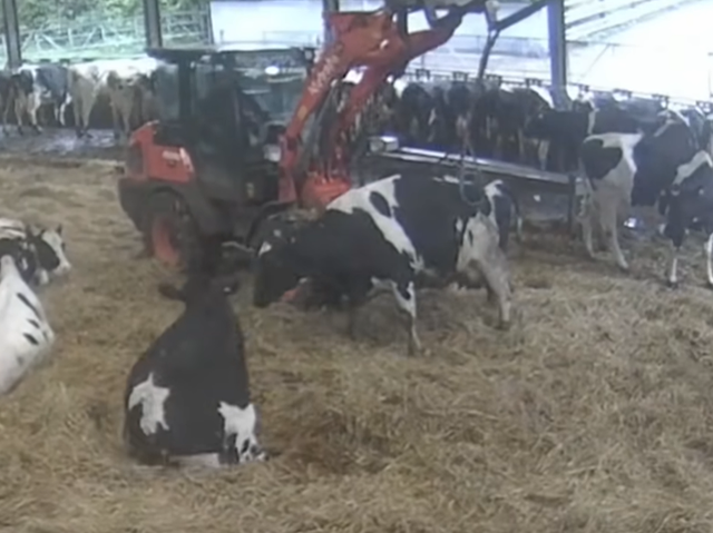 RSPCA slams violent attacks on cows at Cathedral City cheese farms ...
