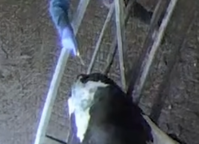 RSPCA slams violent attacks on cows at Cathedral City cheese farms ...