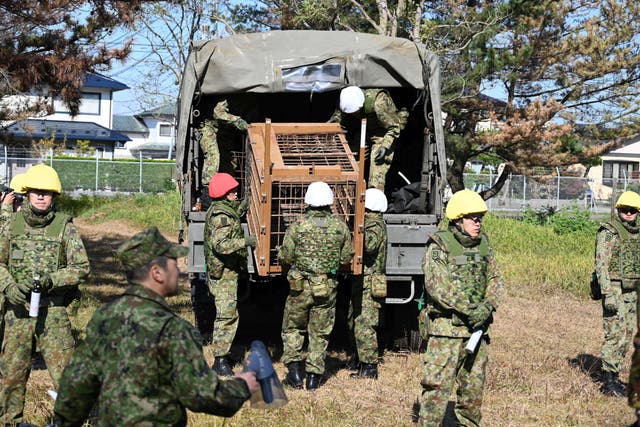 Japan’s police can now shoot bears with rifles as attacks spike | The ...