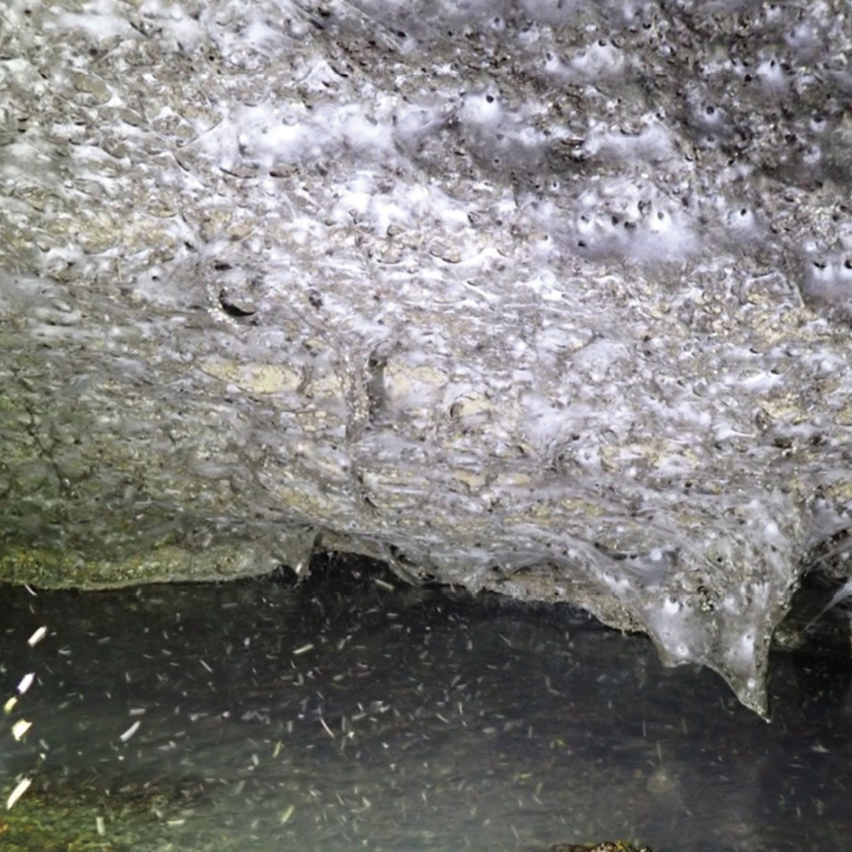 largest spider web ever found