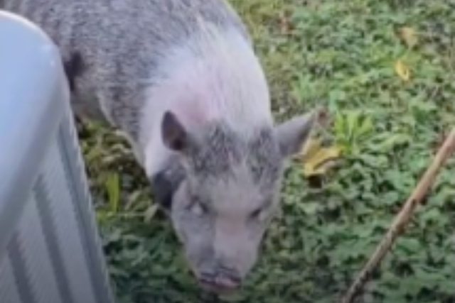 Loose pig named ‘Breakfast’ is terrorizing residents of a New York ...