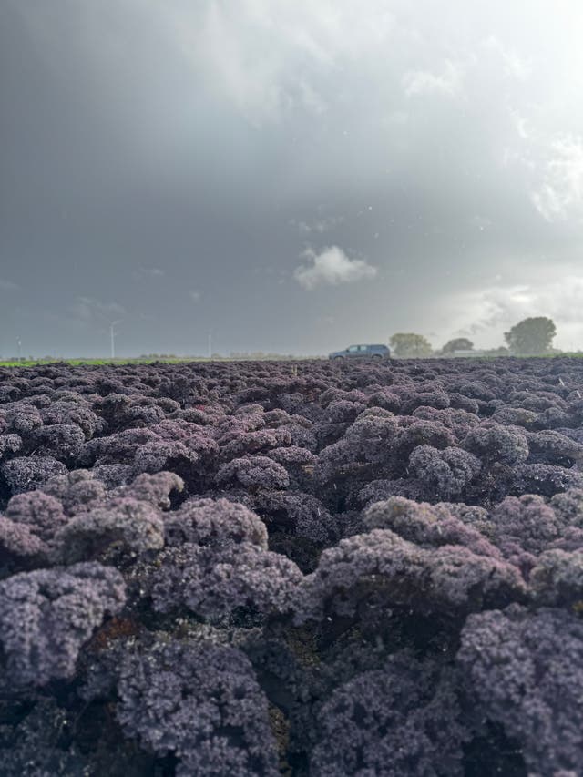 The foods surging in demand after nutritionists say to ‘eat the rainbow ...