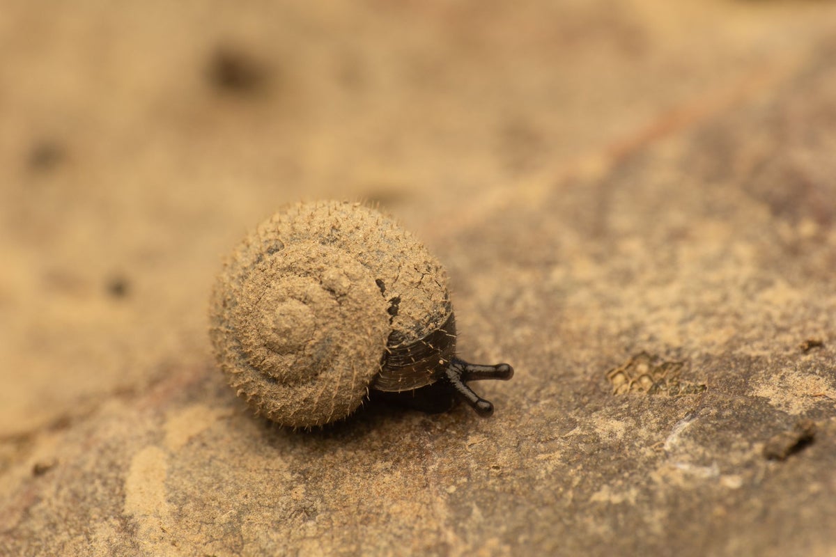 Scientists launch search for hairy snail that’s been in UK since the ...