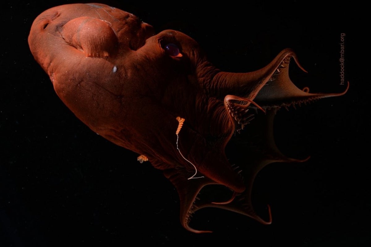 vampire squid attack human