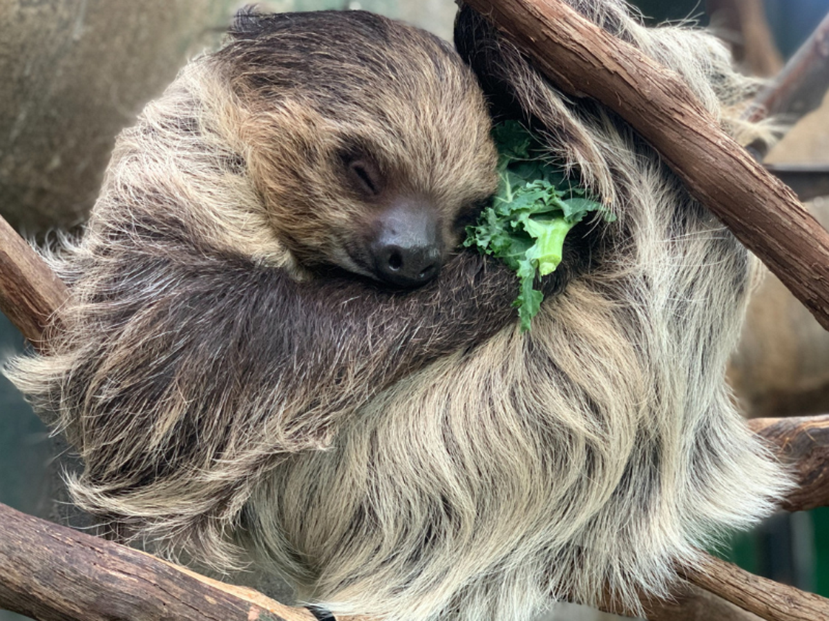 do sloths accidentally kill themselves