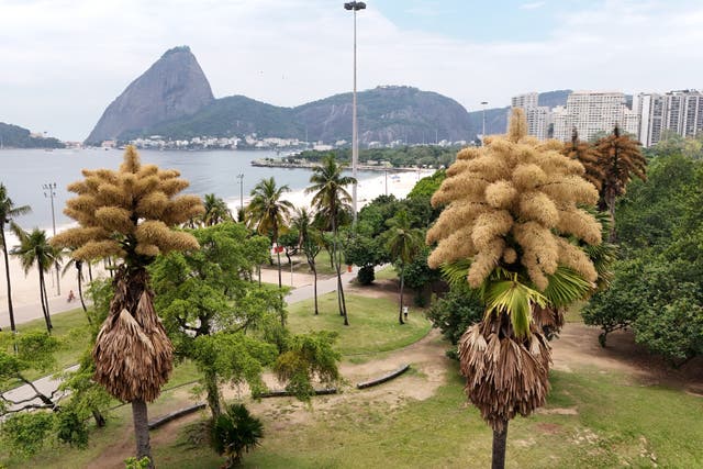 Rare palm trees across Rio de Janiero flower for first time in decades ...