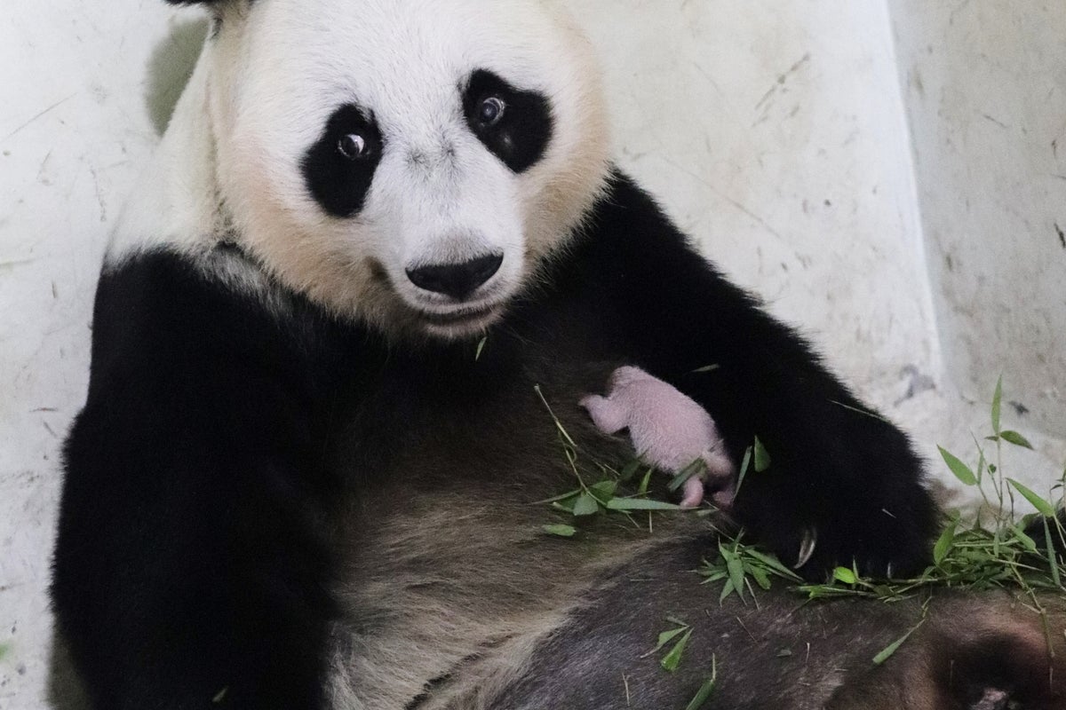 Zoo shares photos of first panda cub to be locally born in Indonesia ...