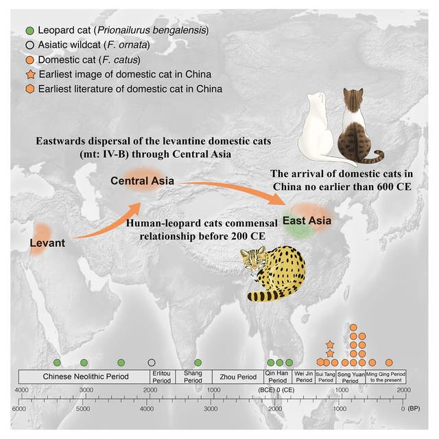 DNA study reveals when first house cats reached China | The Independent