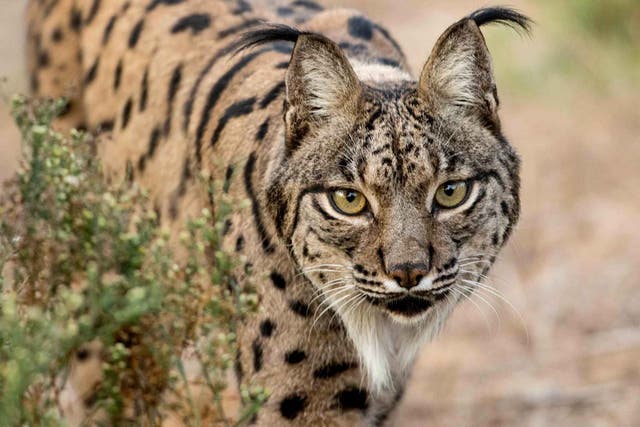 Lynx rewilding project under threat as EU funding ends | The Independent