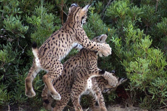 Lynx rewilding project under threat as EU funding ends | The Independent