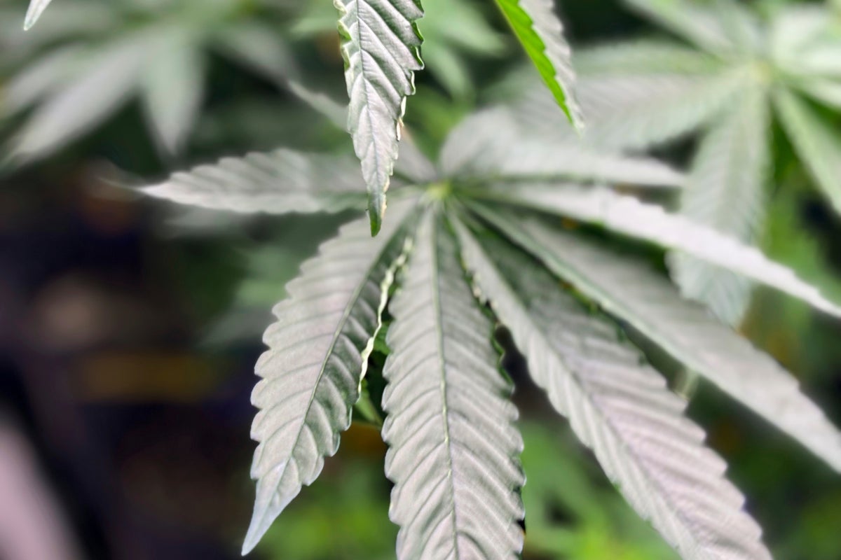 Alabama commission approves licenses for medical marijuana dispensaries ...