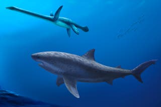 Researchers discover monster mega-predator shark that ruled the ocean ...