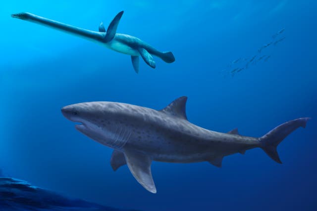 Researchers discover monster mega-predator shark that ruled the ocean ...