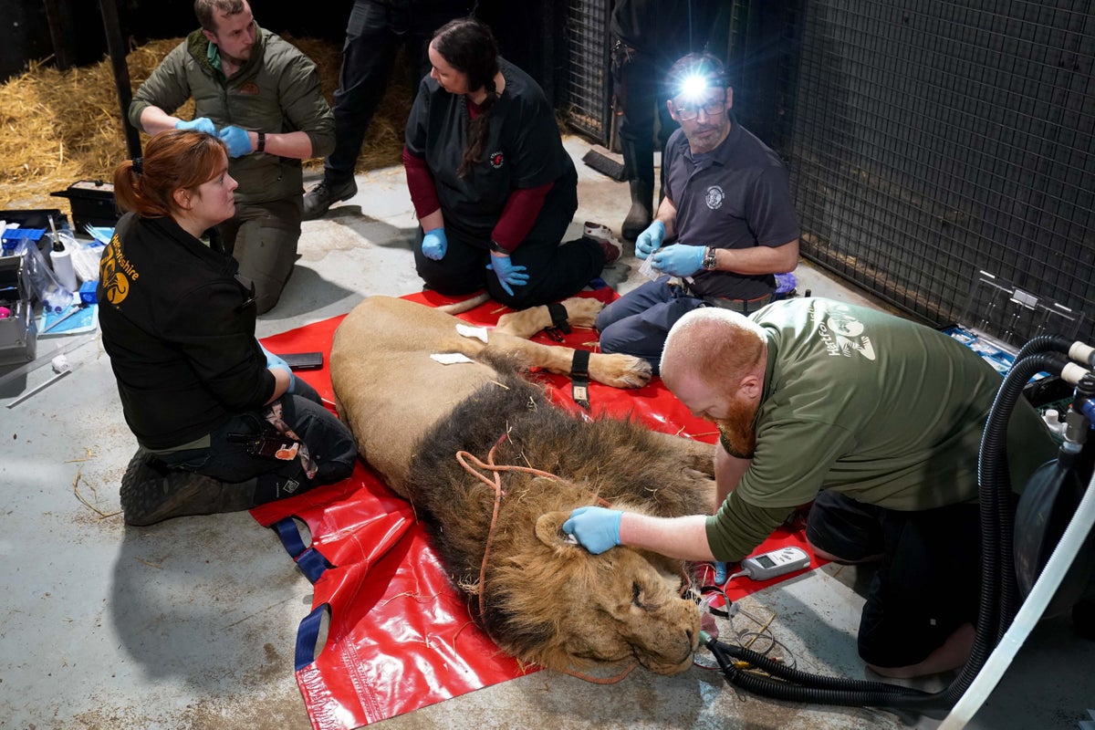 Lion pictured having ‘critical’ procedure to help safeguard species ...