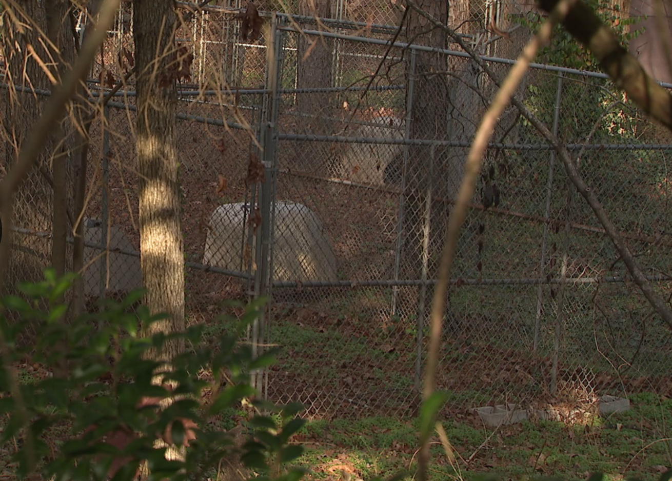 Two women charged after 13 dogs found dead and another…