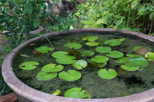 Expert reveals how to attract bats into your garden – and why they are ...