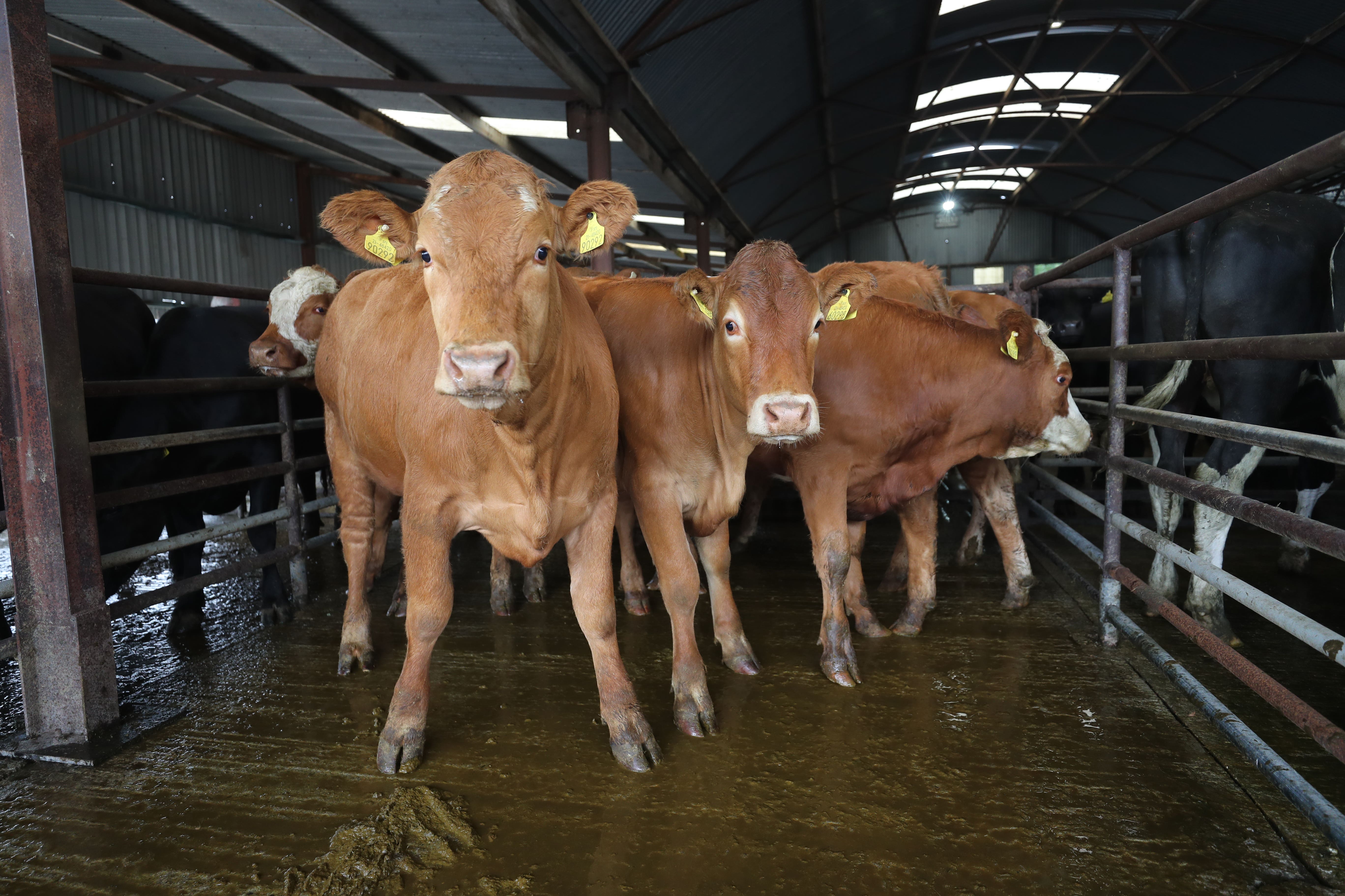 Illegal movement of cattle across Irish border led to 2004 probe, files ...