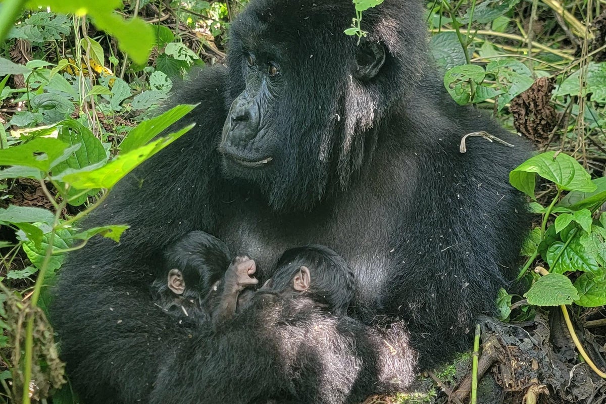 Rare twins born to mountain gorilla family in Virunga National Park ...