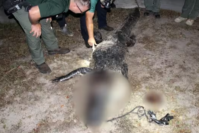 Officials finally track and kill 11-foot alligator that killed woman ...