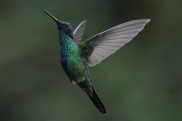 An ancient forest is the last stand for a tiny hummingbird facing ...