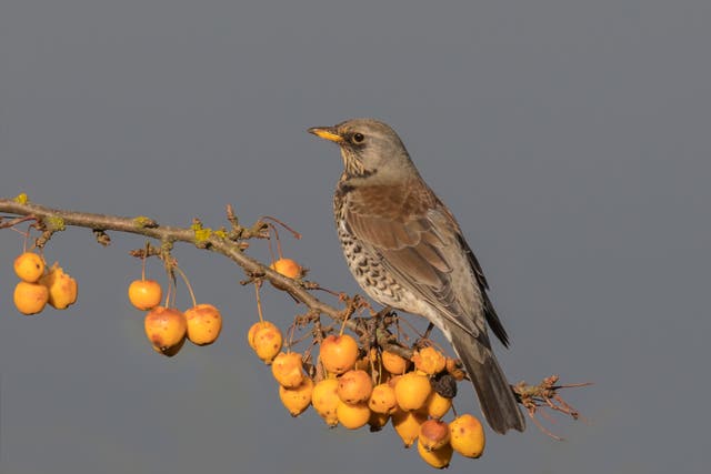 European cold snap increases the chances of spotting rare birds in the ...