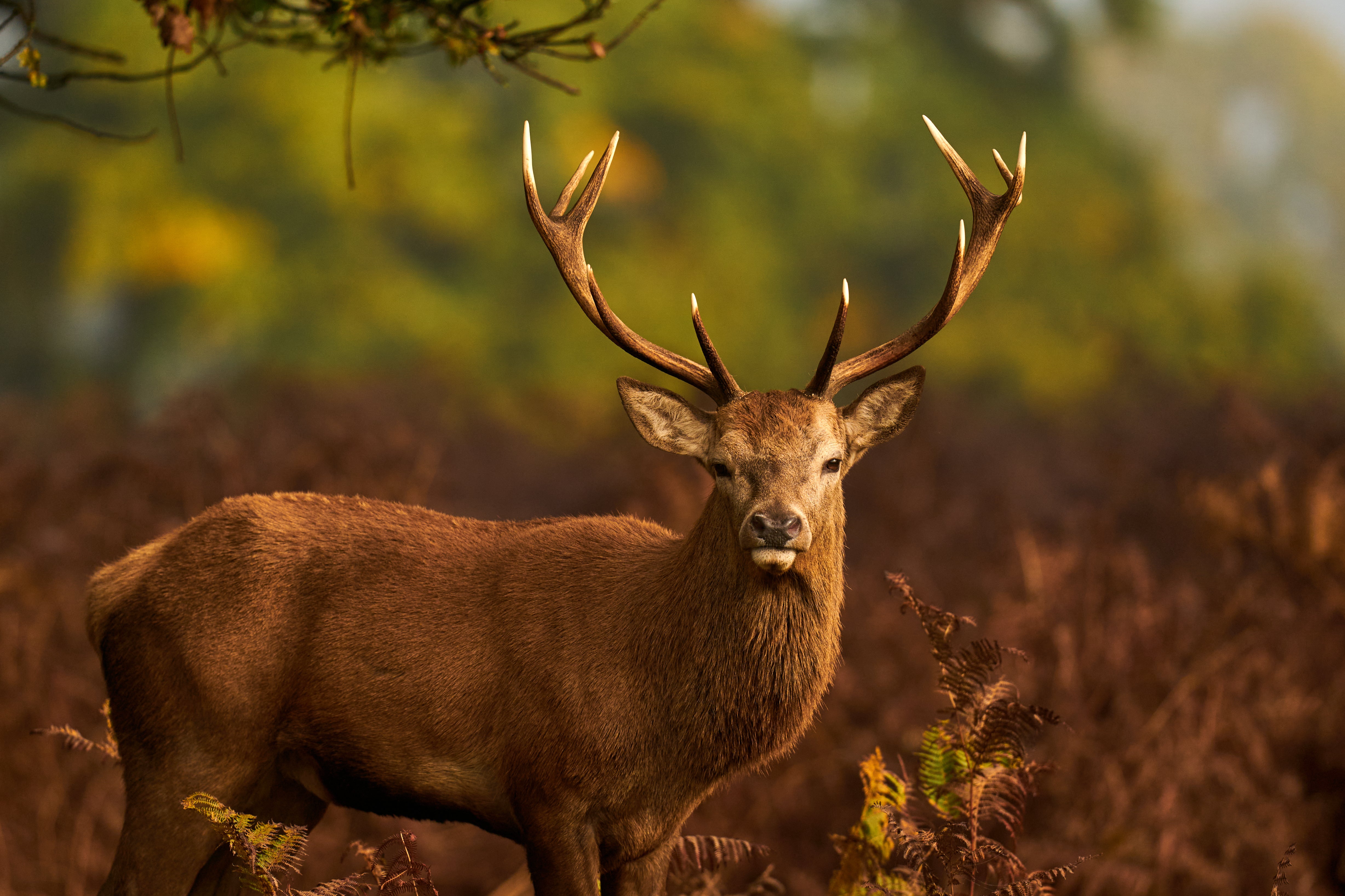 The lynx effect: smell of predators enough to curb…