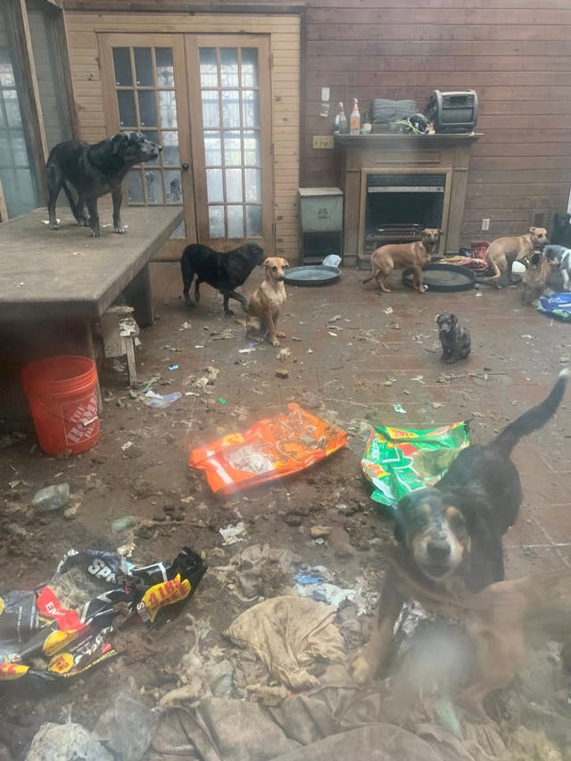 61 dogs rescued from ‘physically revolting’ Michigan house of horrors ...