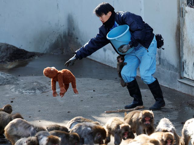 Internet falls for baby monkey Punch who clung to a plush toy after his ...