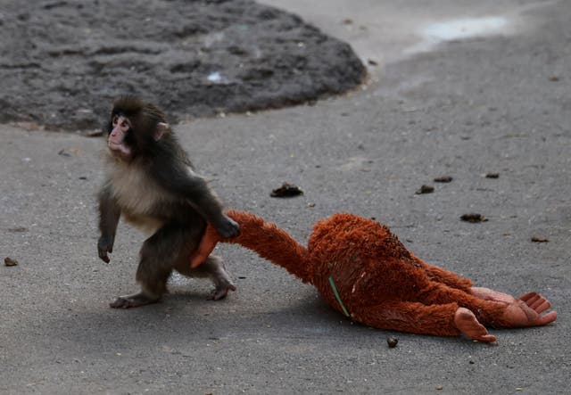 Internet falls for baby monkey Punch who clung to a plush toy after his ...