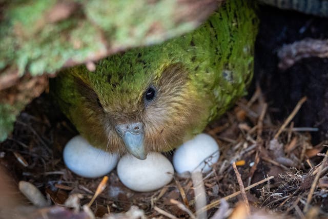 World’s only flightless parrot could be saved from extinction after ...