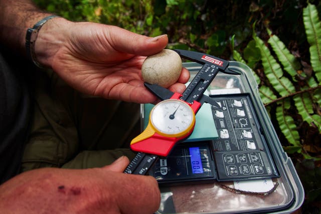 World’s only flightless parrot could be saved from extinction after ...