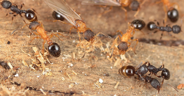 Parasitic ant species where every individual is a queen discovered in ...