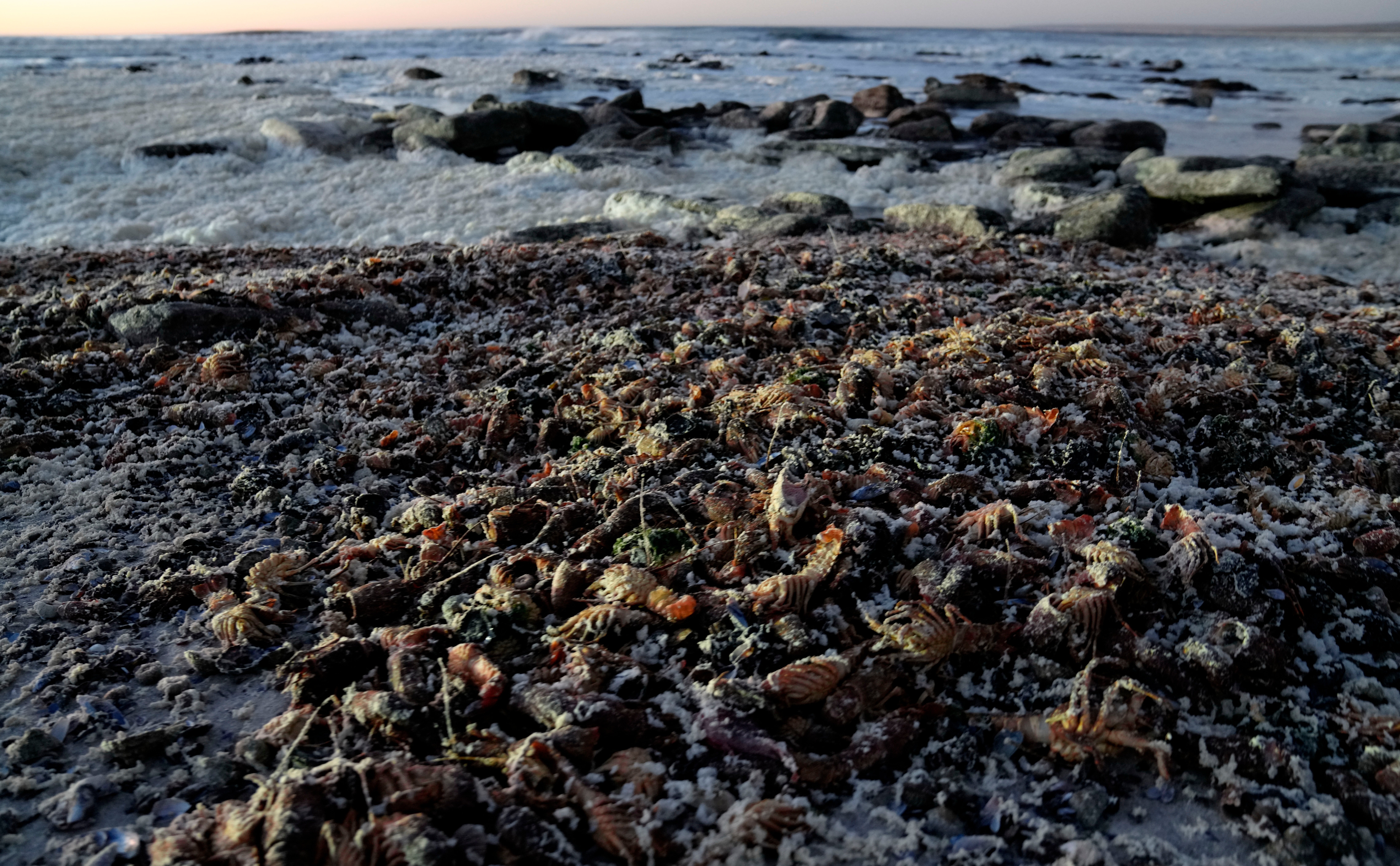 A red tide in South Africa is causing the mass deaths of crayfish | The ...