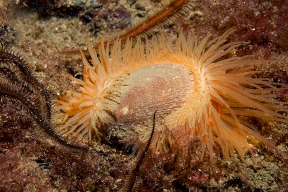 Shellfish population recovers after Highland loch given protected ...