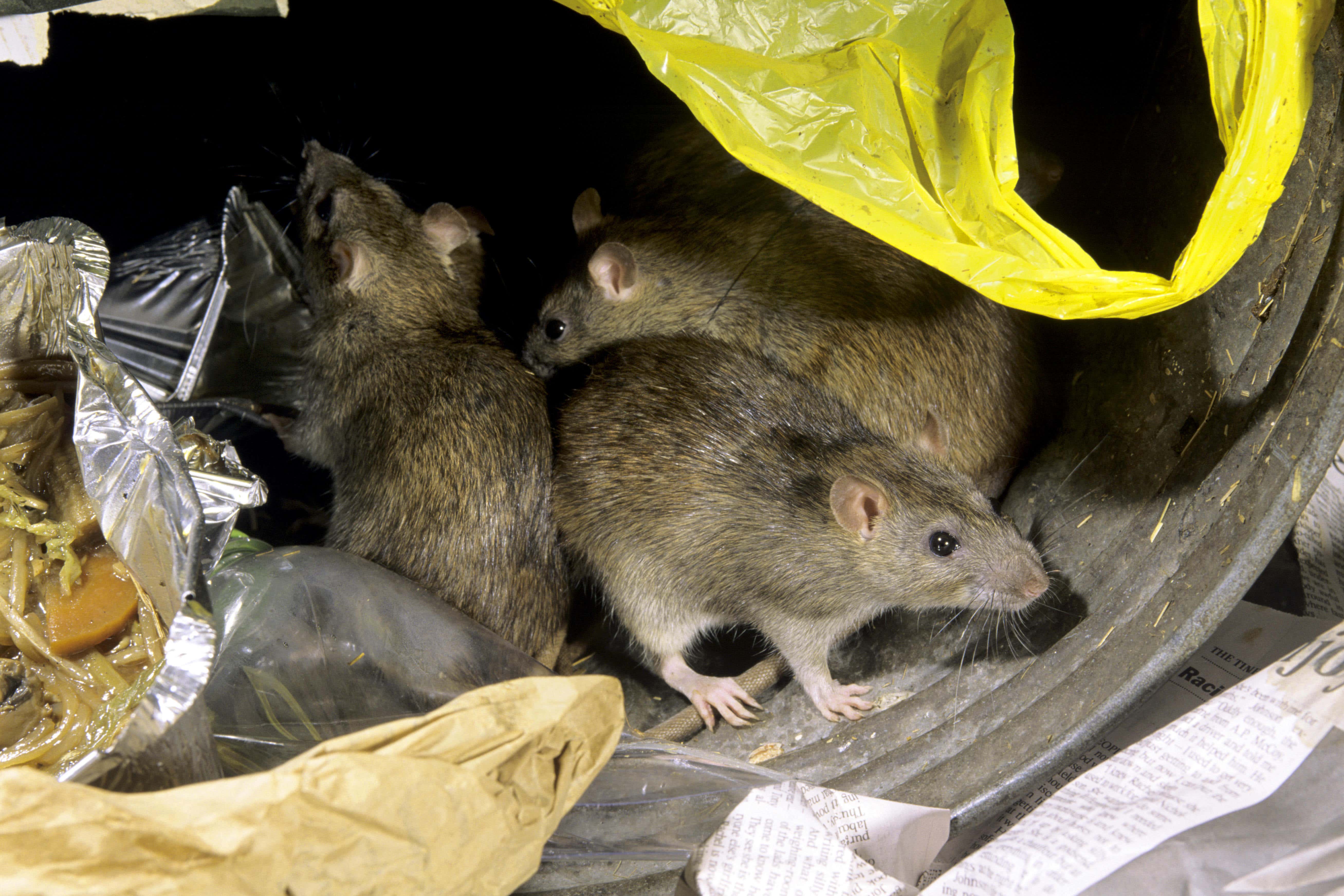 Rat warning as UK homes see huge increase in rodent activity | The ...