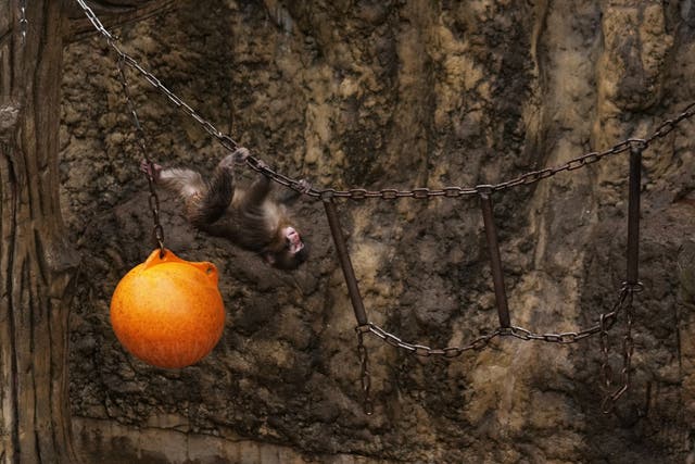 Wild monkeys don’t abandon their infants. Why did baby Punch’s mother ...