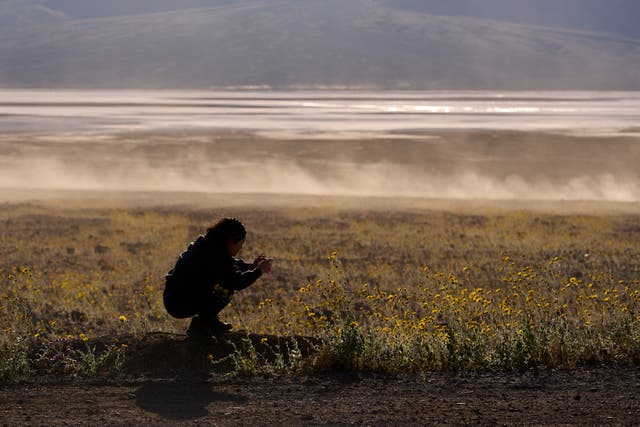 Once-in-a-decade phenomenon sees flowers bloom in driest place in North ...