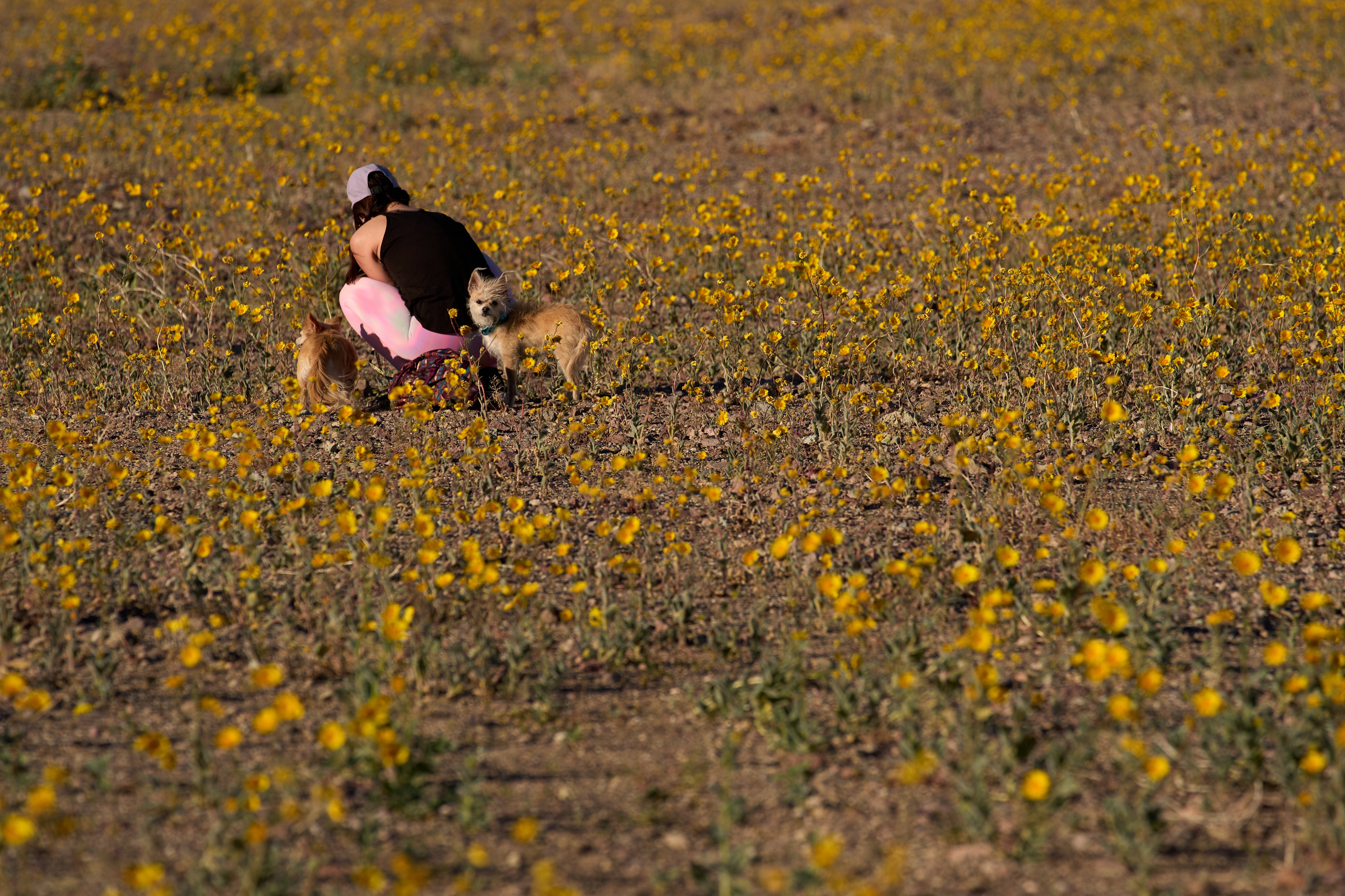 Once-in-a-decade phenomenon sees flowers bloom in driest place in North ...