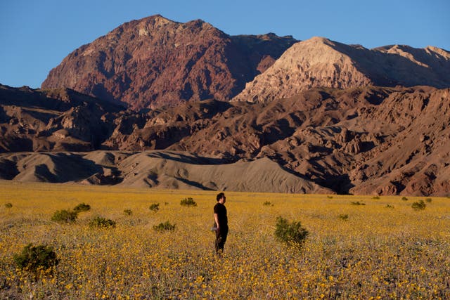Once-in-a-decade phenomenon sees flowers bloom in driest place in North ...