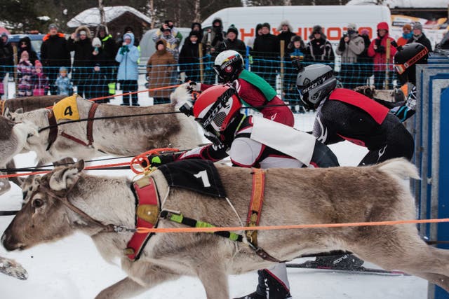Crowds brave sub-zero temperatures to watch reindeer racing near ...